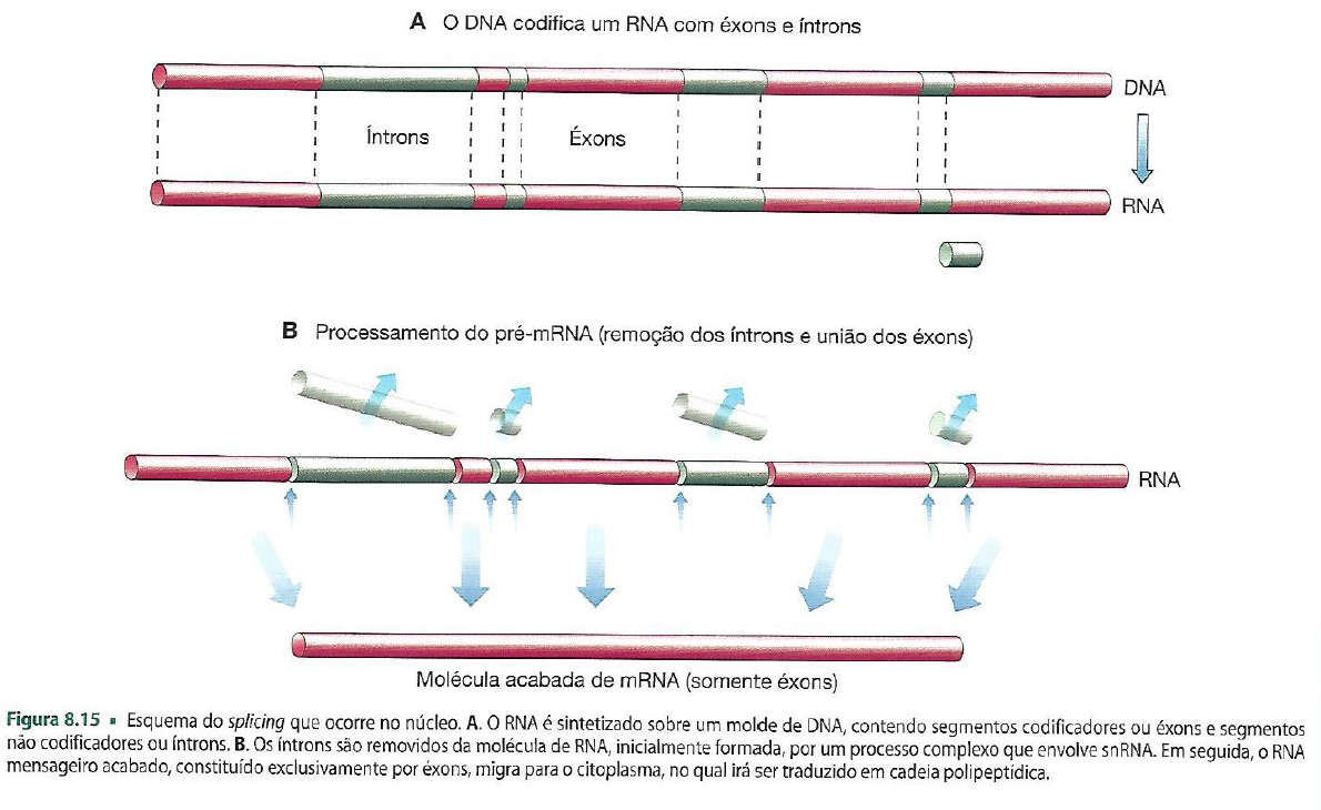 Esquema do splicing que ocorre no núcleo