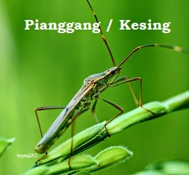 Petak Semai: KESING - APA DIA