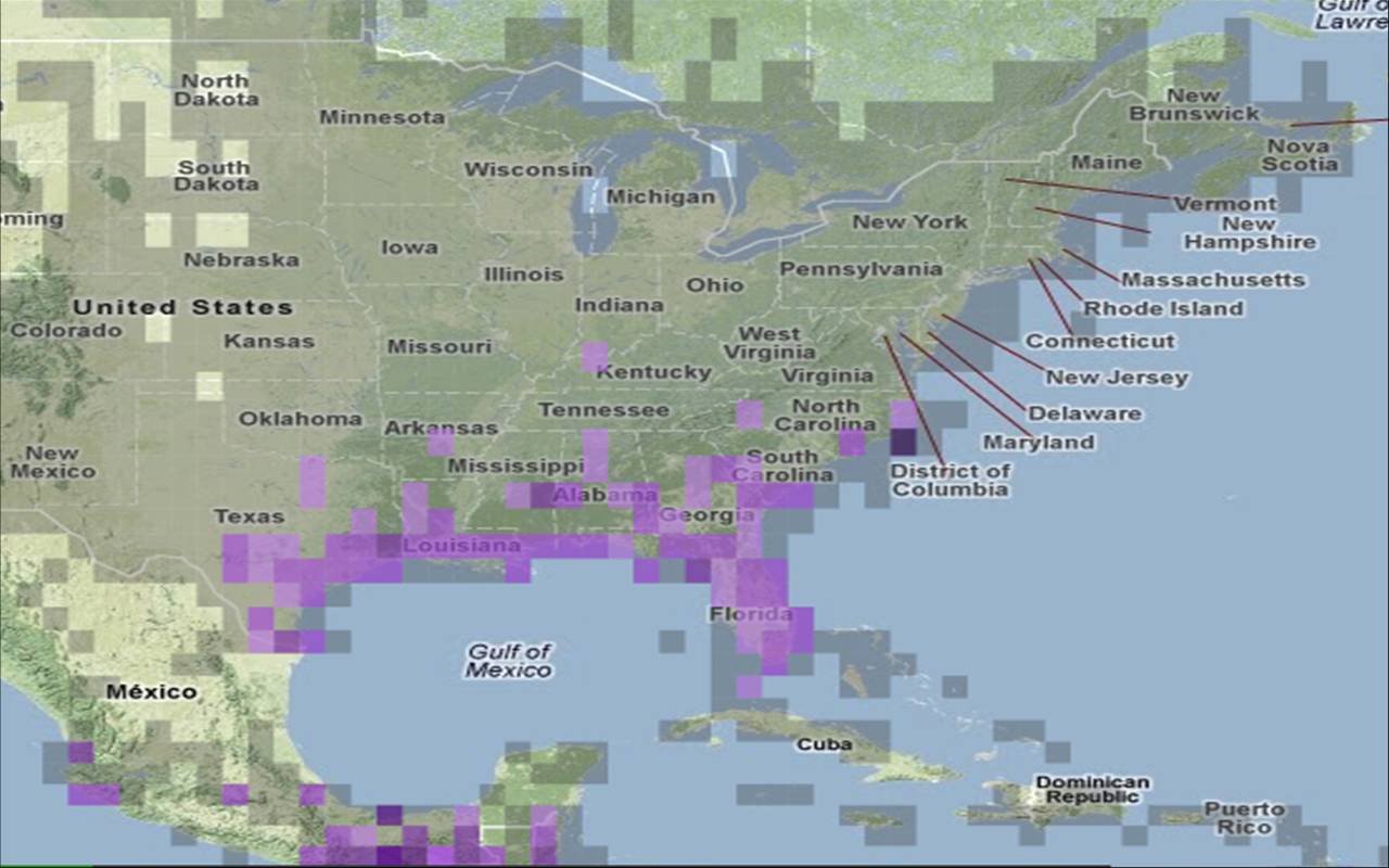 Ohio Birds and Biodiversity: Hummingbird progress