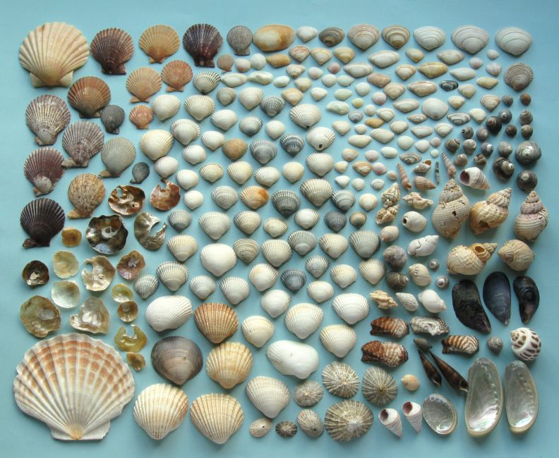 Bugs and Fishes by Lupin: My Childhood Shell Collection