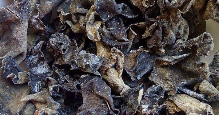 Cope with Kidney Disease PH: Wood Ear Fungus or Rat Ear Mushroom