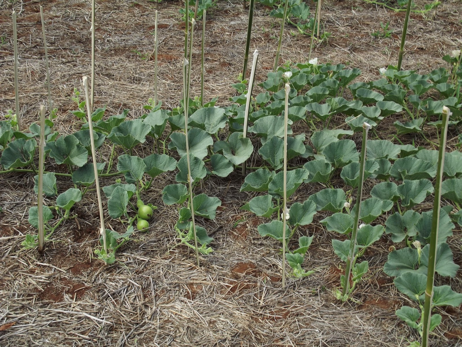 Como é produzido o fruto que dá origem às cuias de chimarrão?