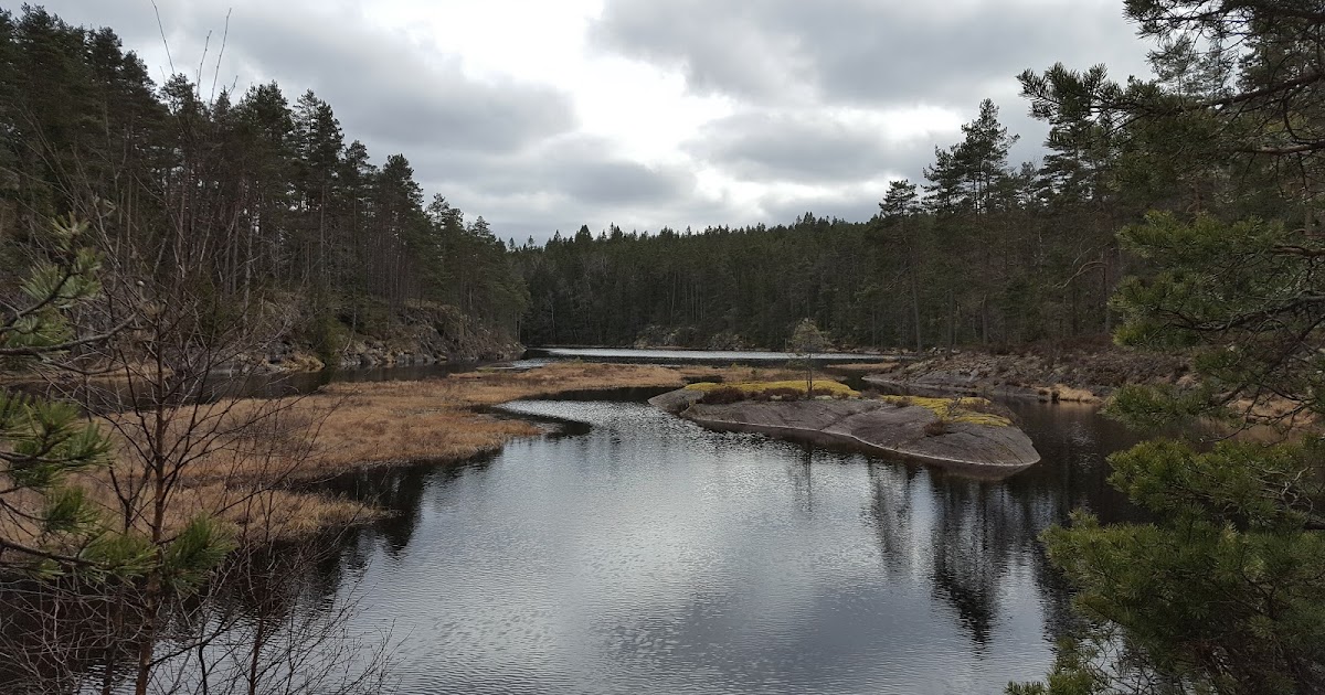 Cesar and The Woods: Cesar's Guide to The Ed Loop