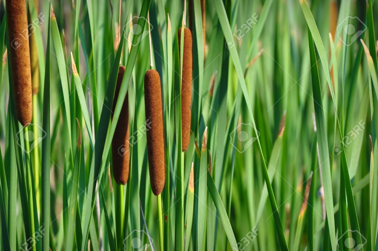 Cultura Guaraní: Leyenda del Junco