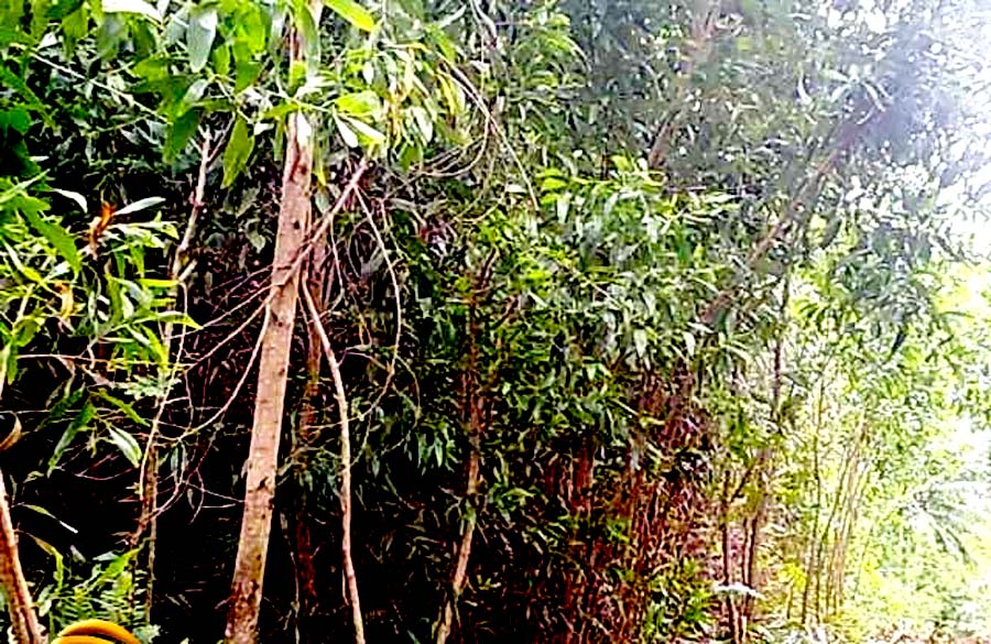 Mambulaoans WorldWide Buzz: Johson Gold Mining in tree planting program