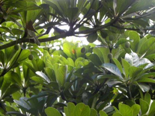 O Verde Gratuito: Cuiarana, Tarumarana e Boca-Boa ou Tanimbuca