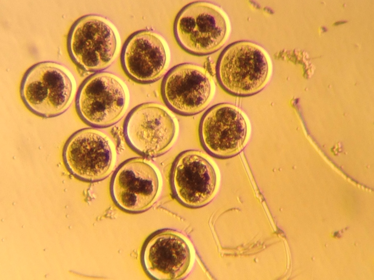 Embrio Transfer (TE), bag 2. - Mydokterhewan