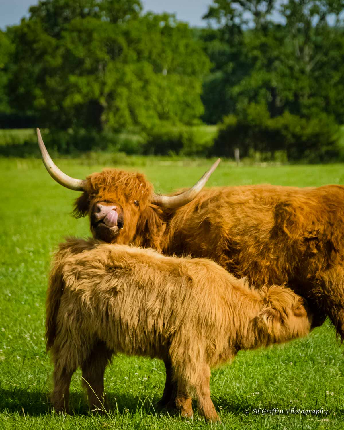 Our Eyes Upon Missouri: Highway H Highland Cattle Ranch, Owned and ...