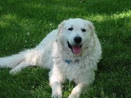 Cute Puppies Show: Kuvasz