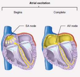 CardVasc.org: Mammal