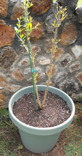 A Kitchen Garden in Kihei Maui: Growing Container Pomegranate Trees