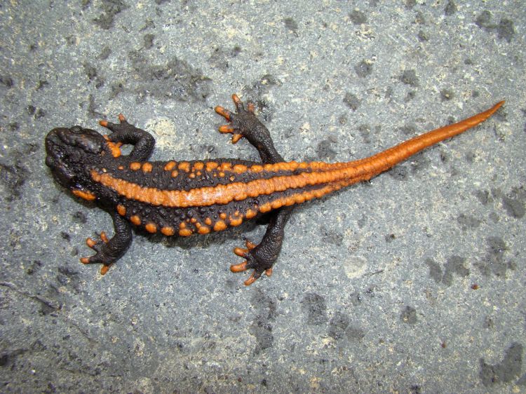 Newt ~ Animals Images