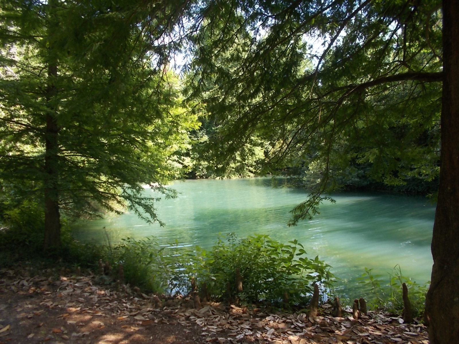 Journey Through Georgia: Below the Gnat Line