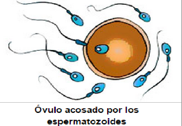 ERIKA ROJAS PORTILLA: GAMETOS