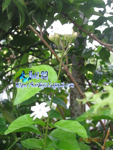 Bunga melur si bunga melati si bunga jasmin | Keluarga Ibu 3A