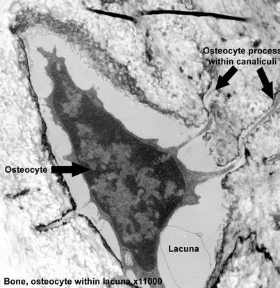 Origin Of Osteocyte |Genetic Engineering Info