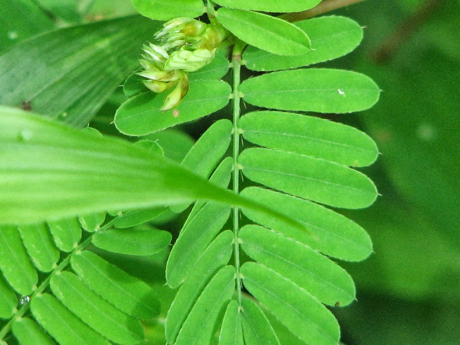 Jambhulmaal – Sanjay Gandhi National Park – The Creativity Engine