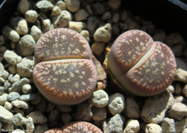 Lithops Stories: Lithops plant size: Part 1 (17 pics)