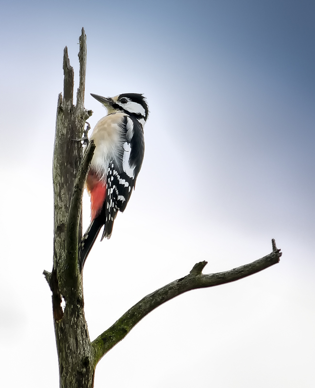 Knuts fugleblogg: Flaggspett (Dendrocopos major)