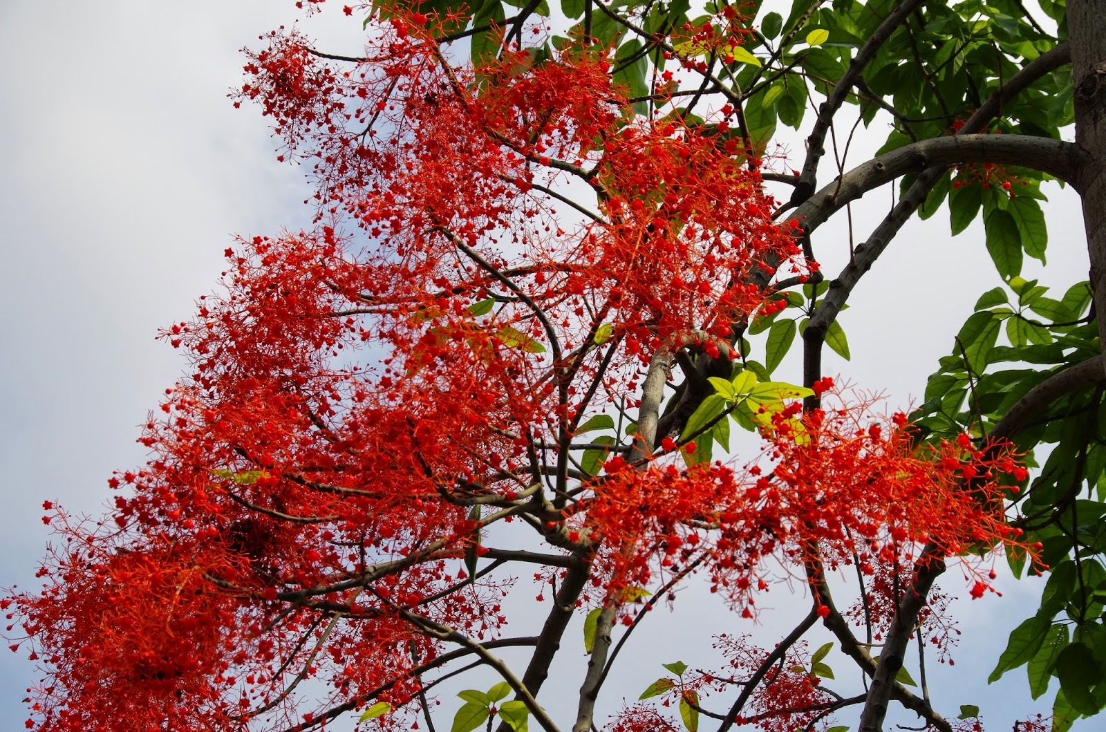 Trees and Plants: Illawarra Flame Tree