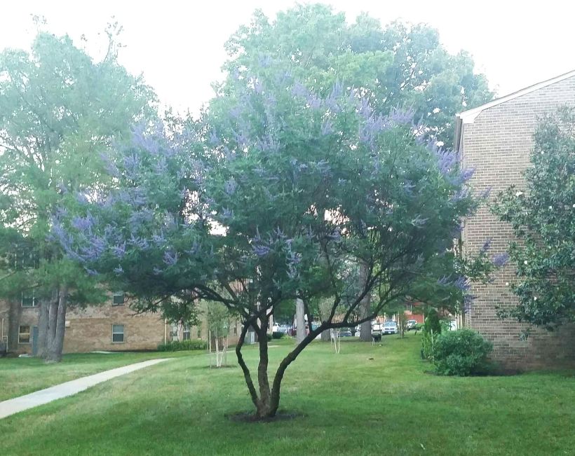 Future Plants by Randy Stewart: Vitex - the Chaste Tree family