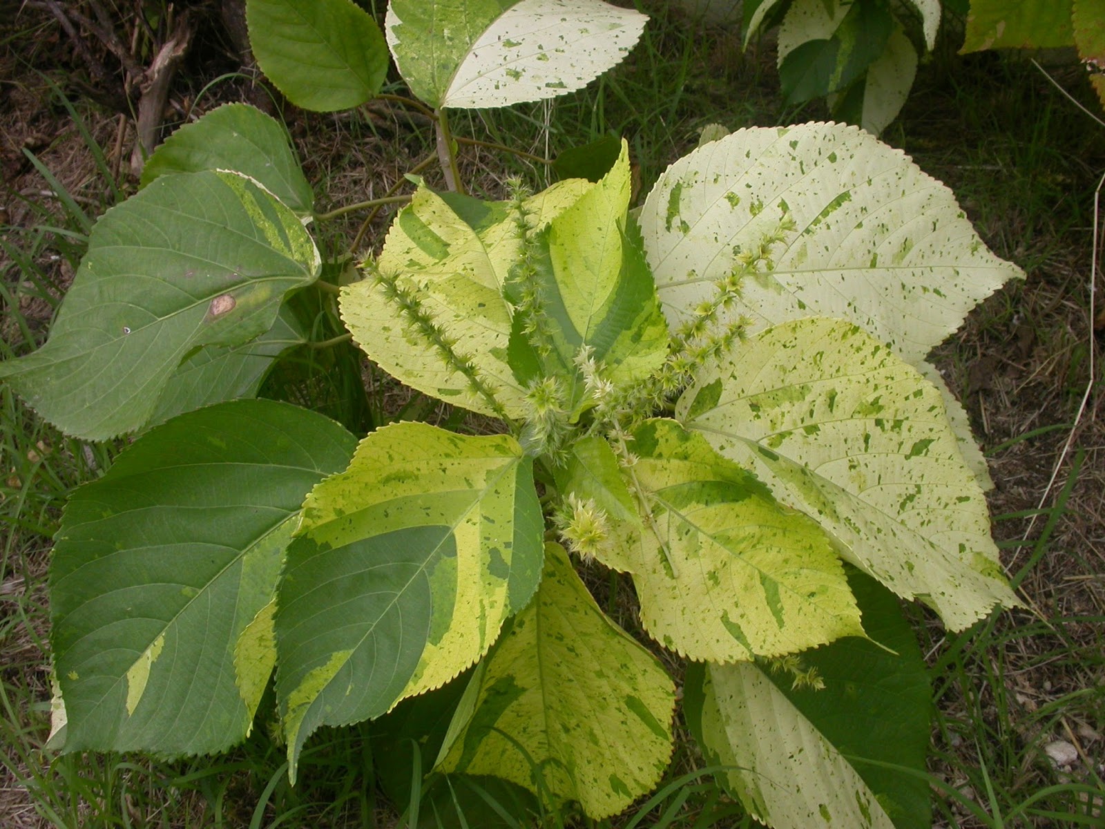 Barbados Flora & Fauna: Acalypha (Euphorbiaceae)