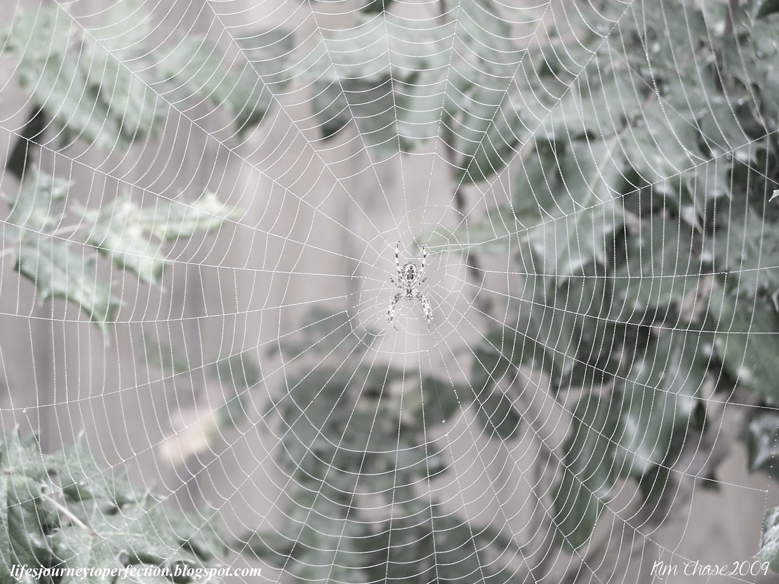 Life's Journey To Perfection: Day 11 of the 12 Days of Halloween Fun ...