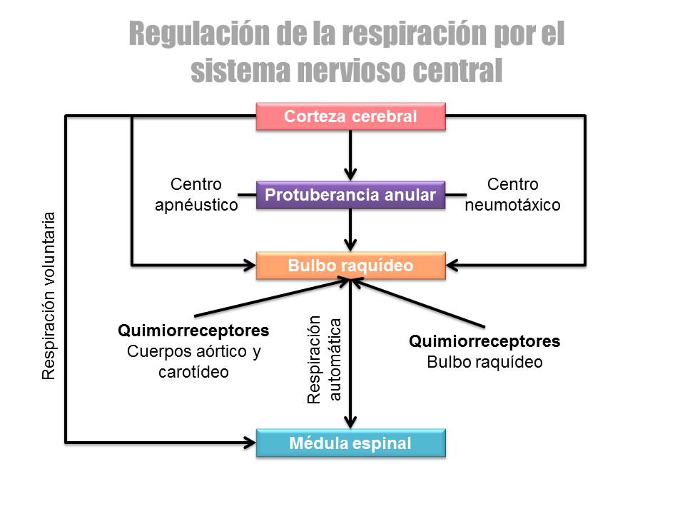 Portafolio virtual de fisiología: Regulación de la respiración
