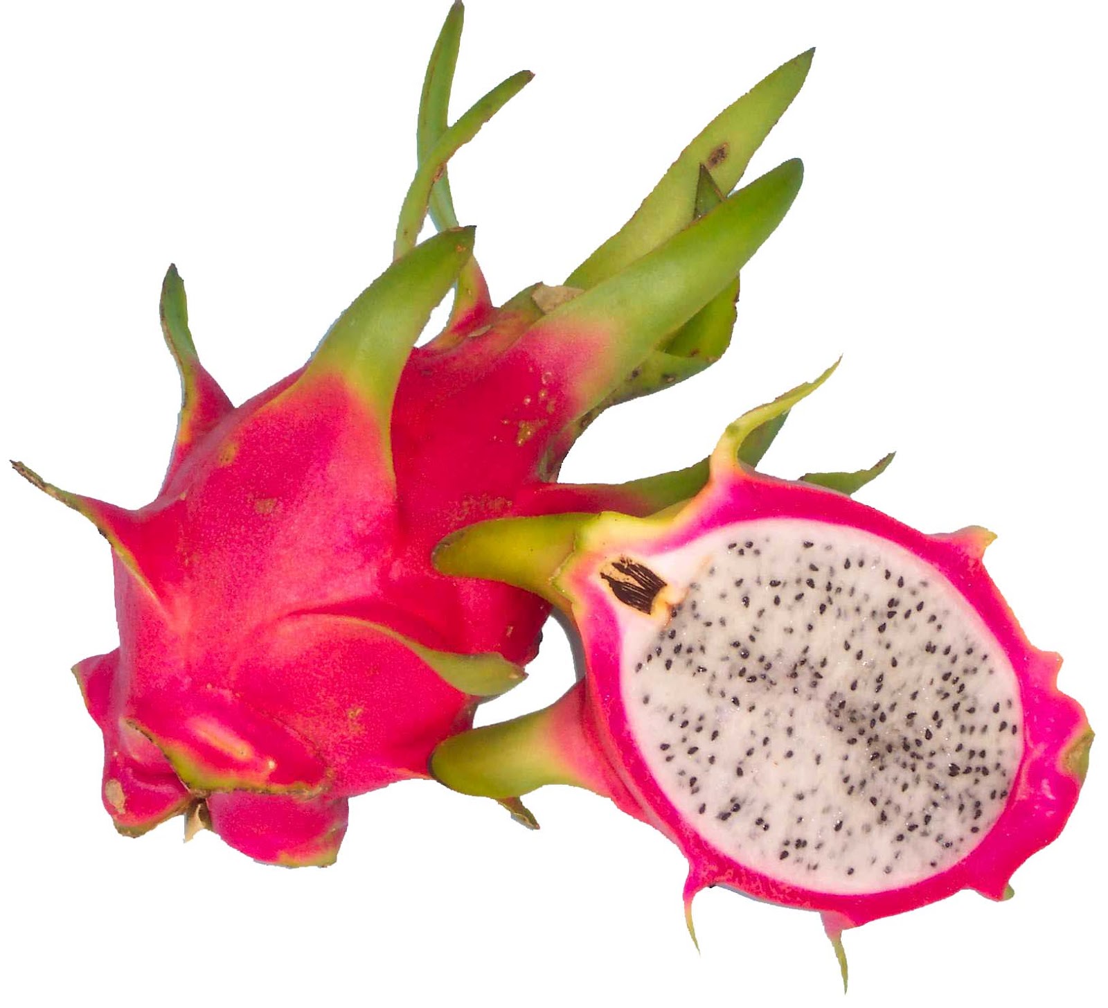 CULTIVOS ANTIGUOS: PITAYA