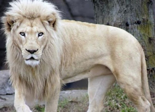 Singa Putih: Albino atau Mistis? | Hewan Indonesia dan Jual Beli