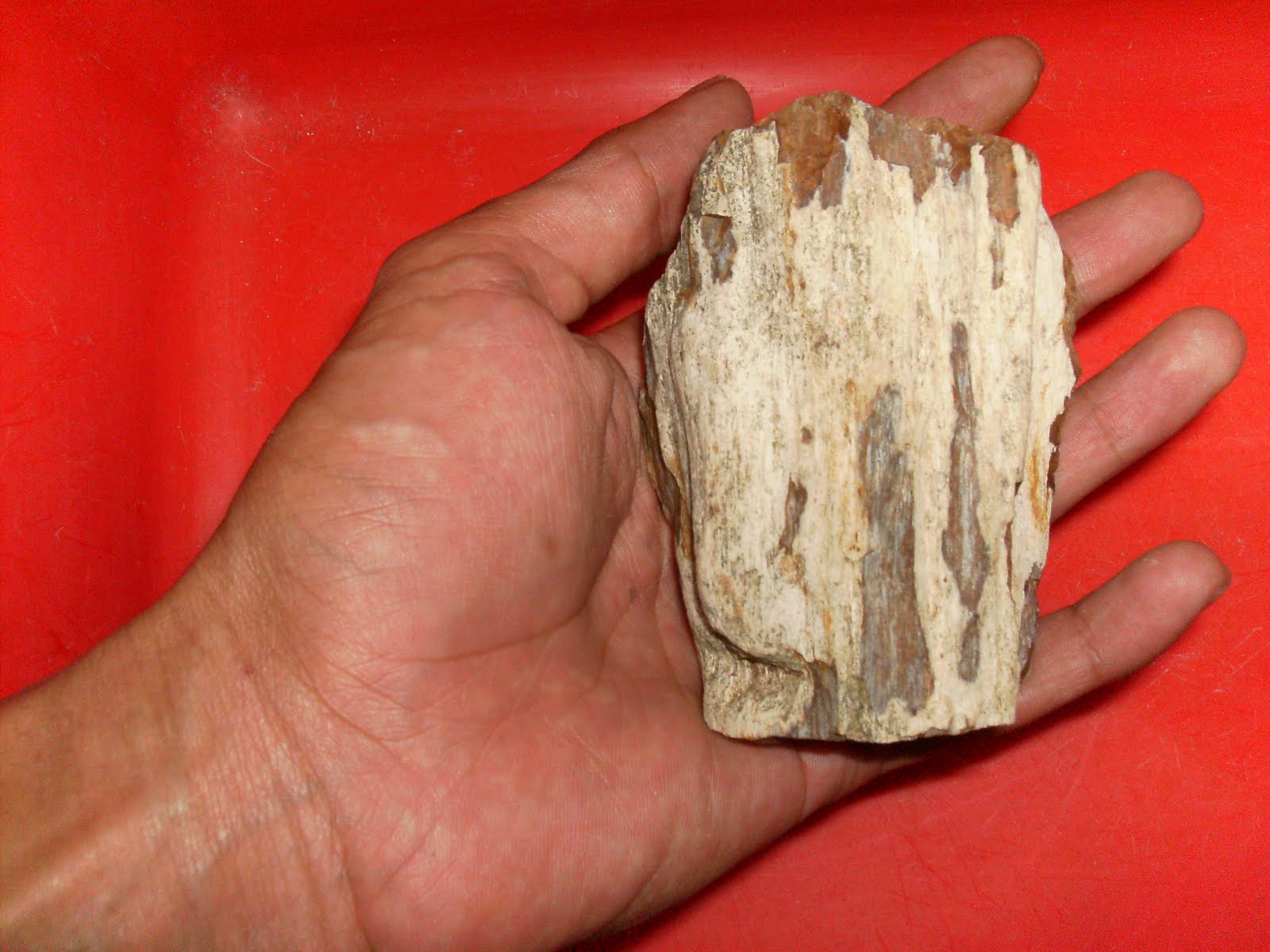 fosil kayu - 250.000 | warung fosil