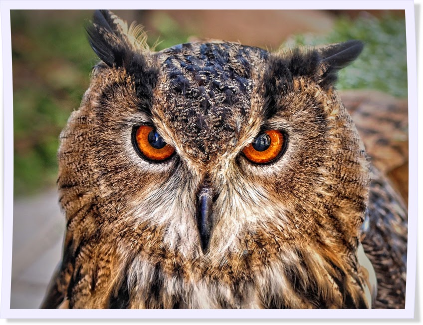 Flora y Fauna de las Sierras de Jaén: BUHO REAL