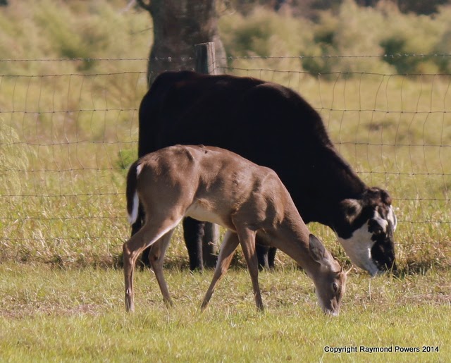PURE FLORIDA: COW BUCK