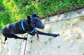 Dogs In the Bubble: Oso - Wonderful and Inspirational Soul