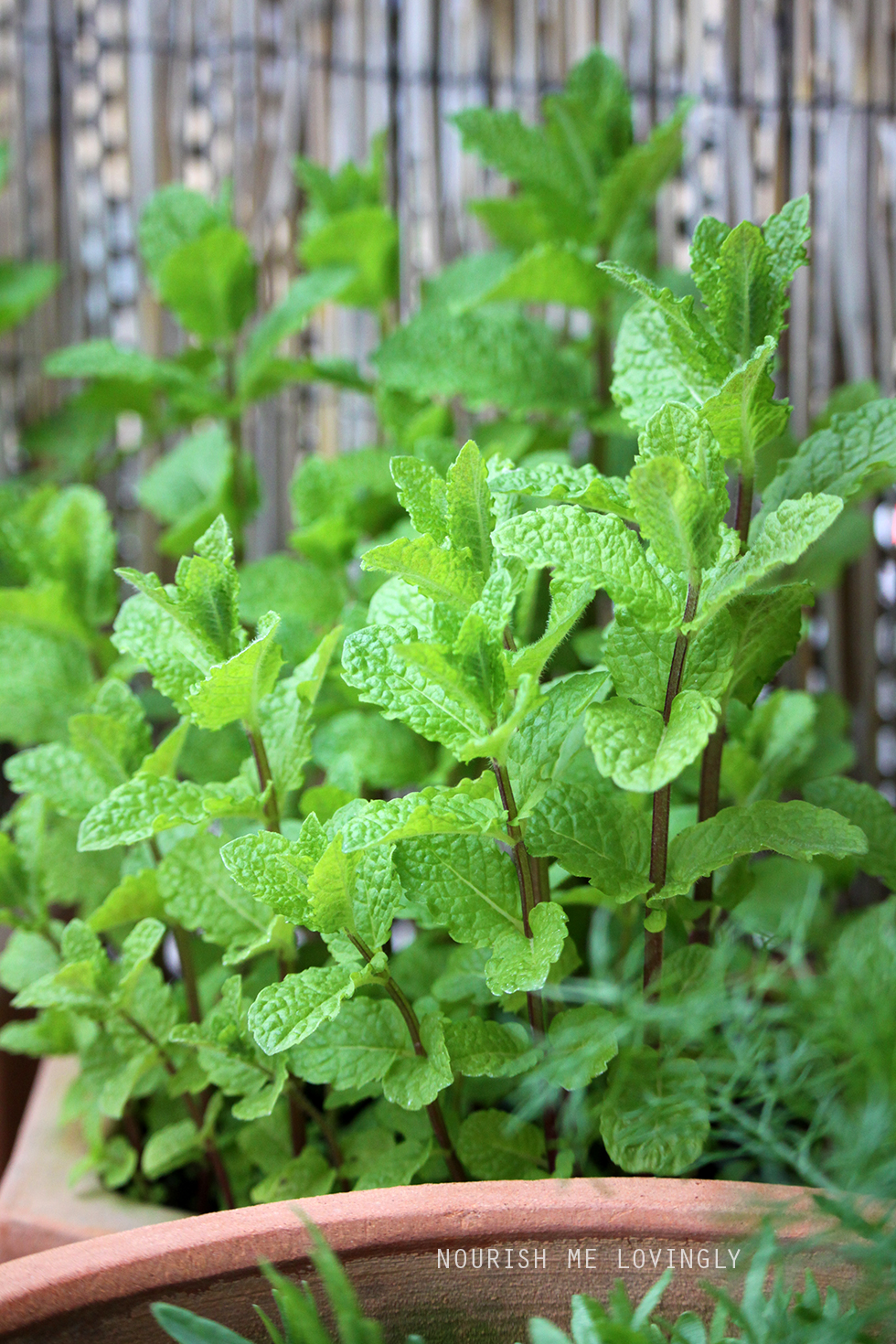 Nourish me lovingly: April in the garden - Herbs
