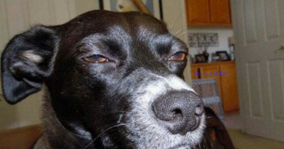 Dudoso : DESDE LA REPÚBLICA DOMINICANA