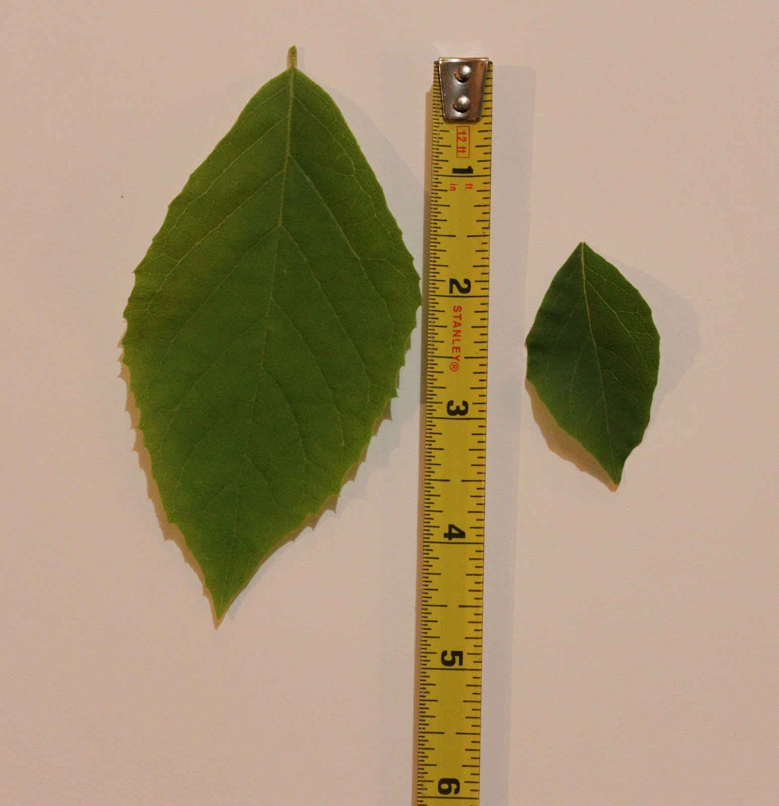 Centenary College Arboretum: Tree of the Week: Little-Leaf Snowbell ...