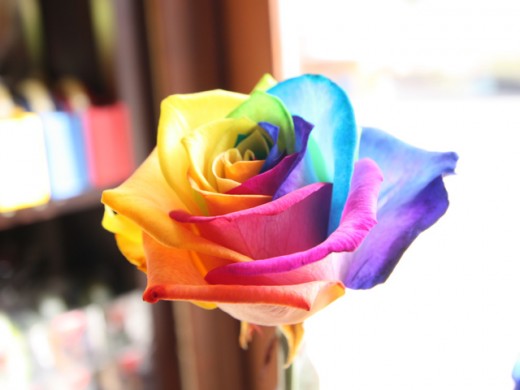 Rare Flower-Rainbow Roses Real ~ ThundersCloud