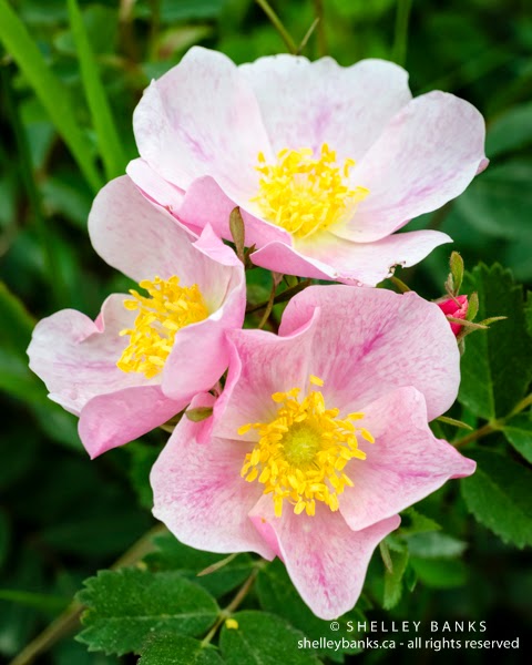 Prairie Wildflowers: Prairie Roses, from Pale to Deep Pink