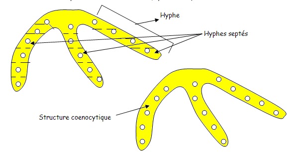 Naturel: LES MYCETES
