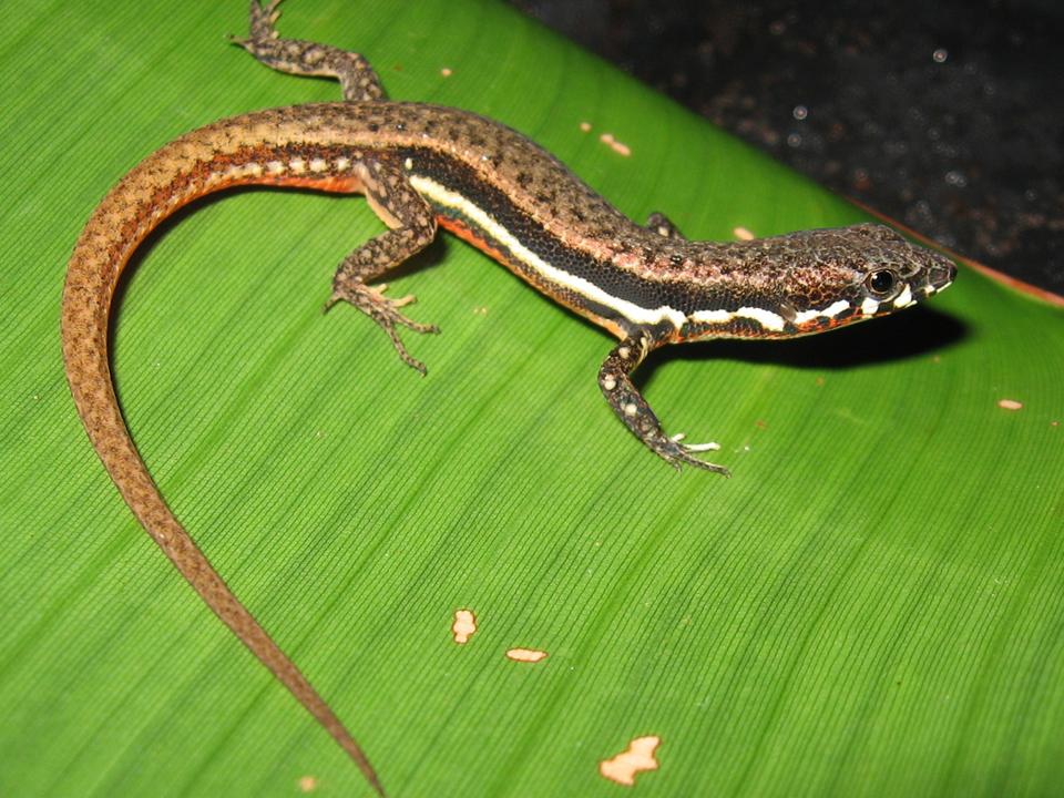 Scincomorpha - True Lizard