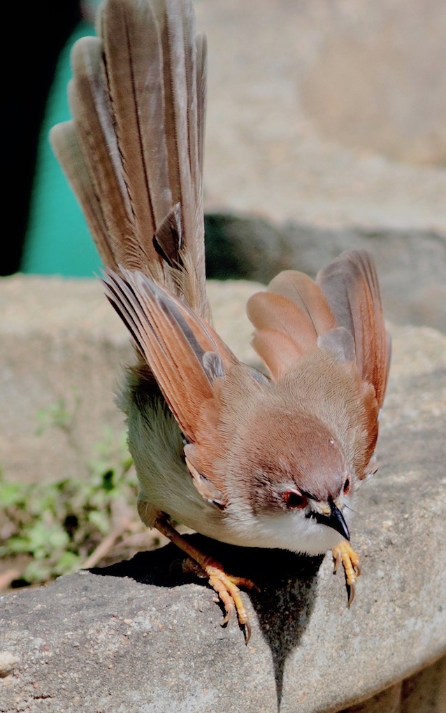 Yellow-eyed Babble Birds of Mount Abu October 2018.