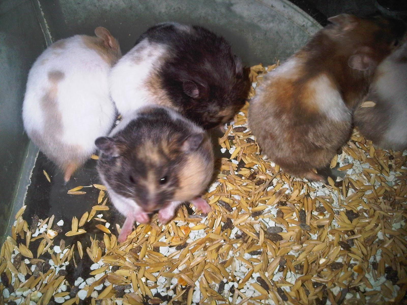 PetsCorner: Hamster Syrian Calico Short Hair EDITION
