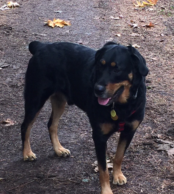 Shelter Dogs of Portland: "RUGER" adoption update- handsome Rottie mix
