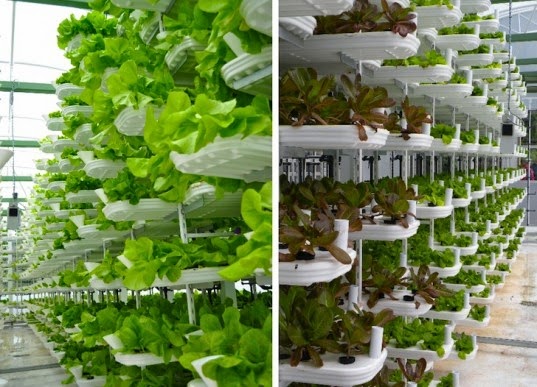 Hydroponics Technology - Hydroponic history | WEIBO-CAMBODIA