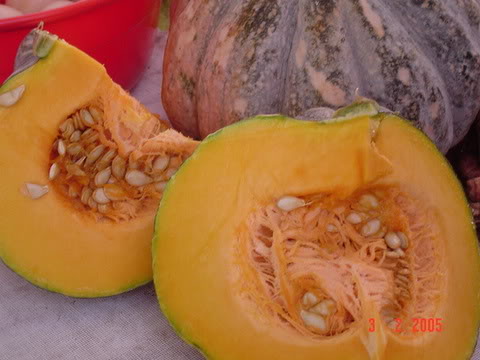 biojojo: Labu Kuning (Cucurbita moschata Durch)