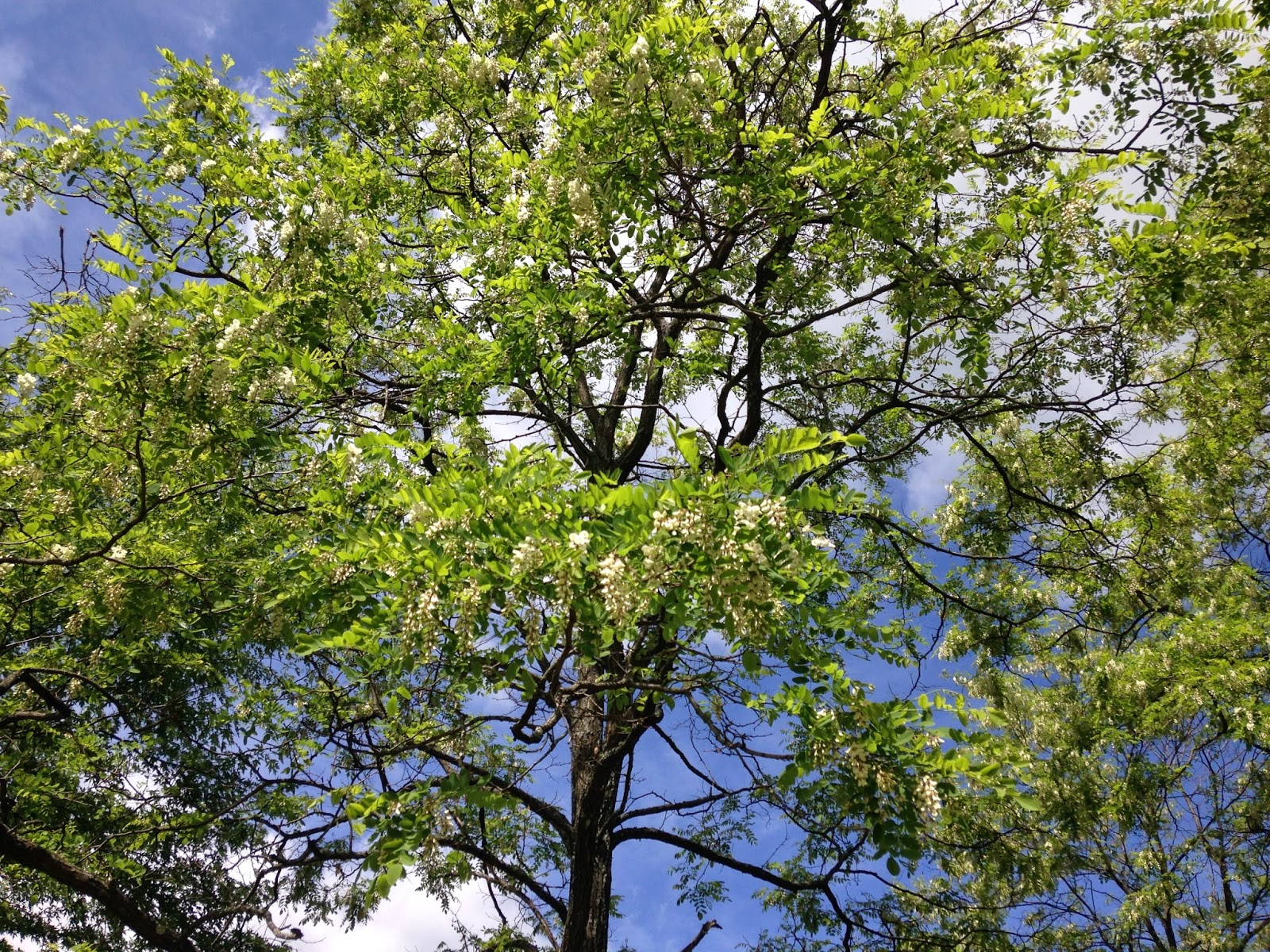 Letters from a Hill Farm: Black Locust Trees