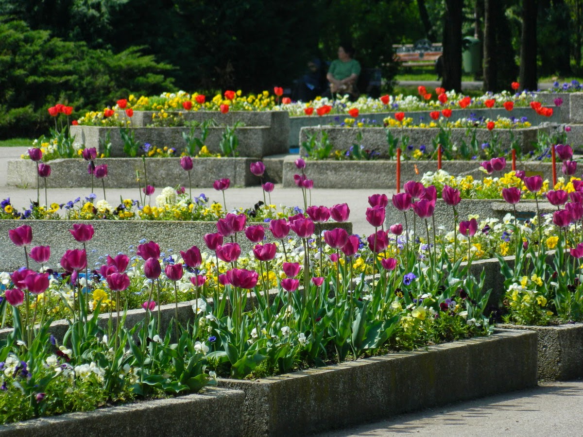 LA MULTI ANI, ROMANIA!: Lalele mov