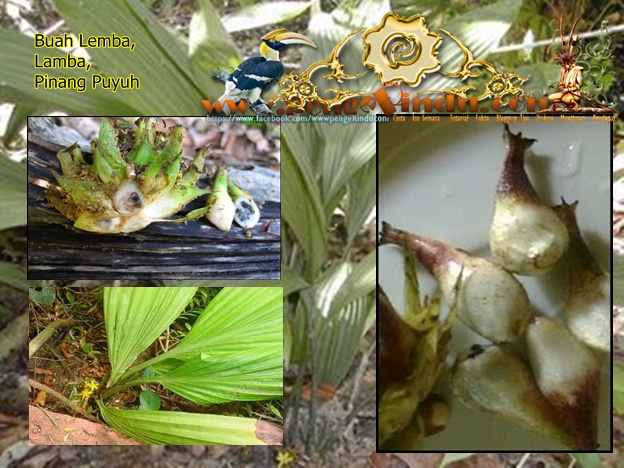 Buah dan Sayur Unik di Sarawak , Sabah dan Kalimantan ( Kepulauan ...