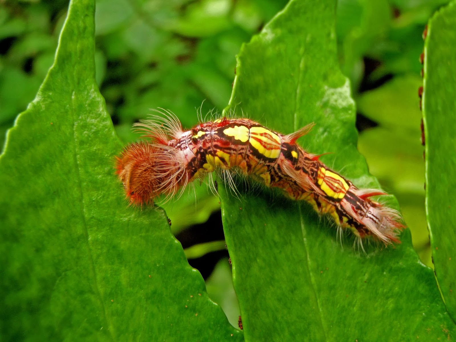 LA MONTAÑA DE MACGIVER: MARIPOSA "MORPHO MENELAUS"